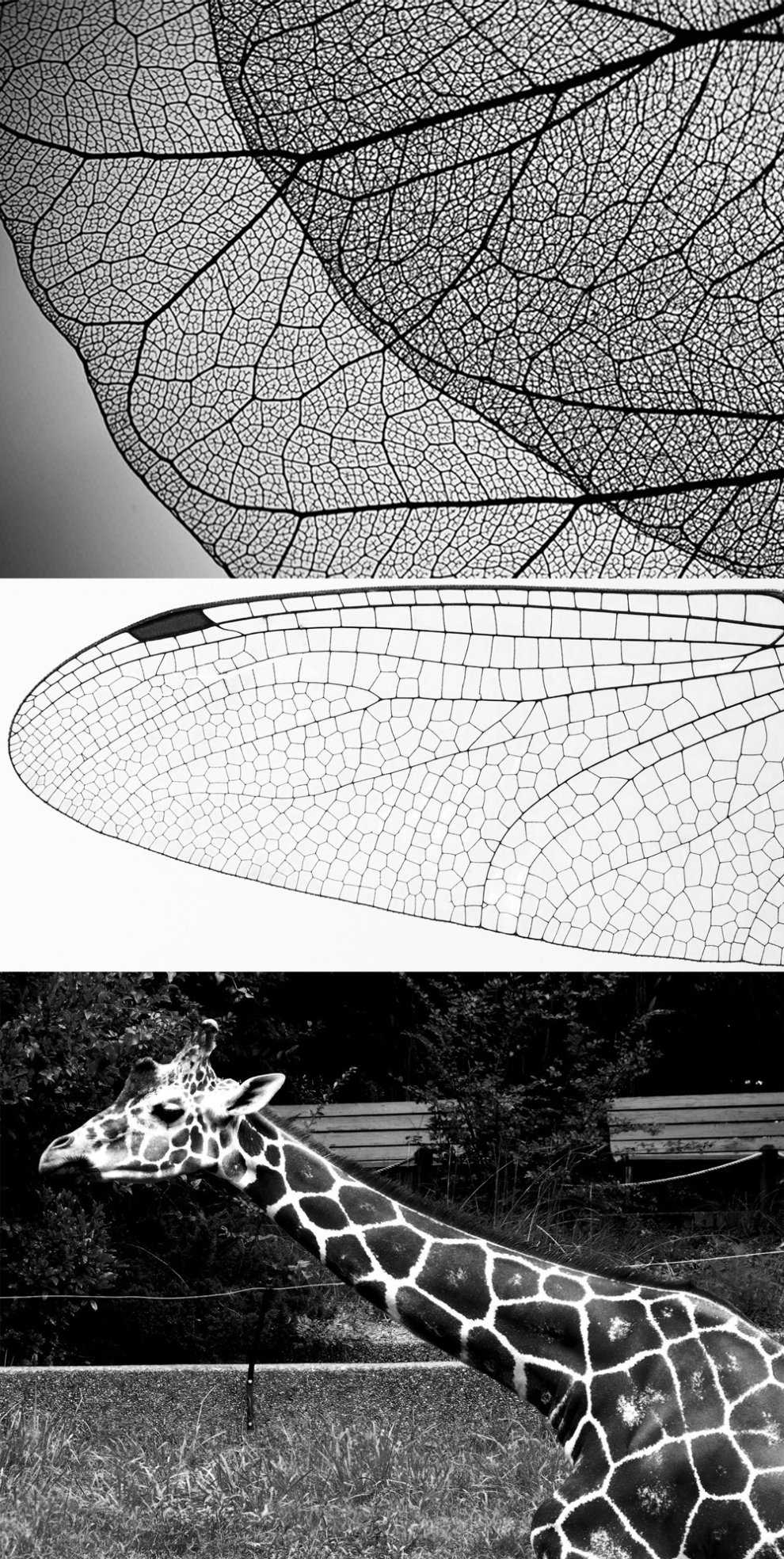 Voronoi spirit - ALGO